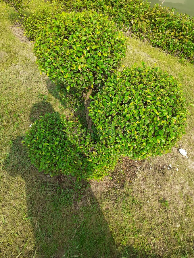 Grass Shrup Stock Photos - Free & Royalty-Free Stock Photos from Dreamstime