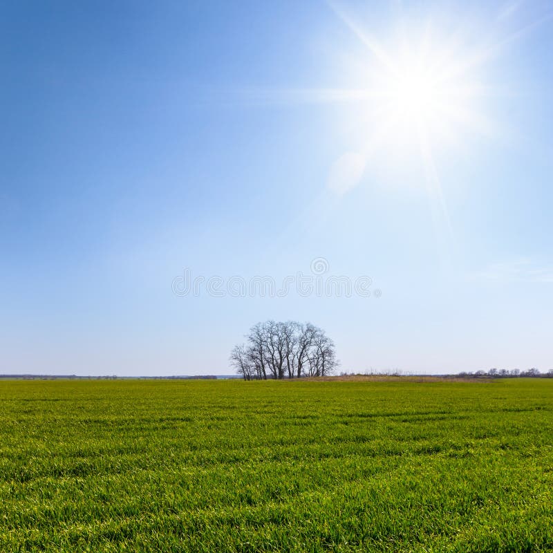 Tree among Green Rural Fields at Sunny Day Stock Image - Image of field ...