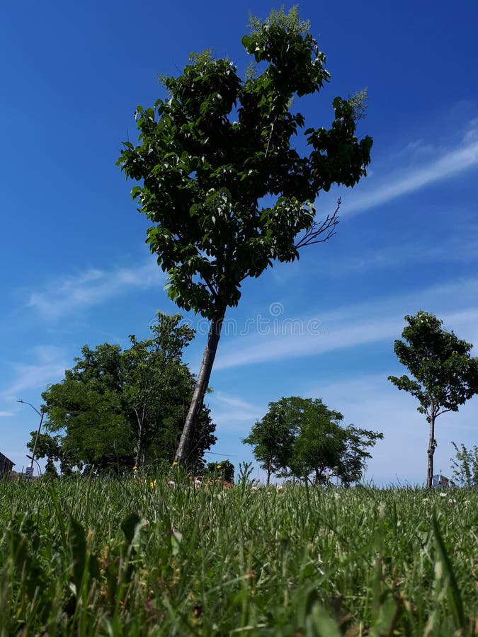 Tree stock image. Image of laying, green, tree - 120264065