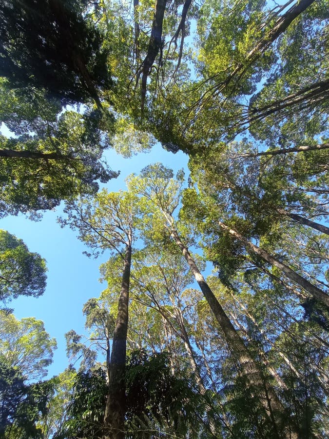 Tree Green Sky Wonderful Natural Stock Image - Image of green ...