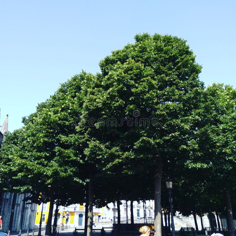 Tree green editorial stock photo. Image of square, trees - 106719928