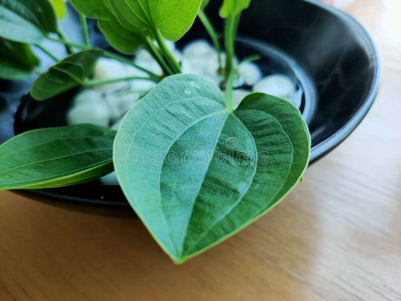 A Tree with Green Stems and Green Leaves is Immersed in a Black Bowl ...