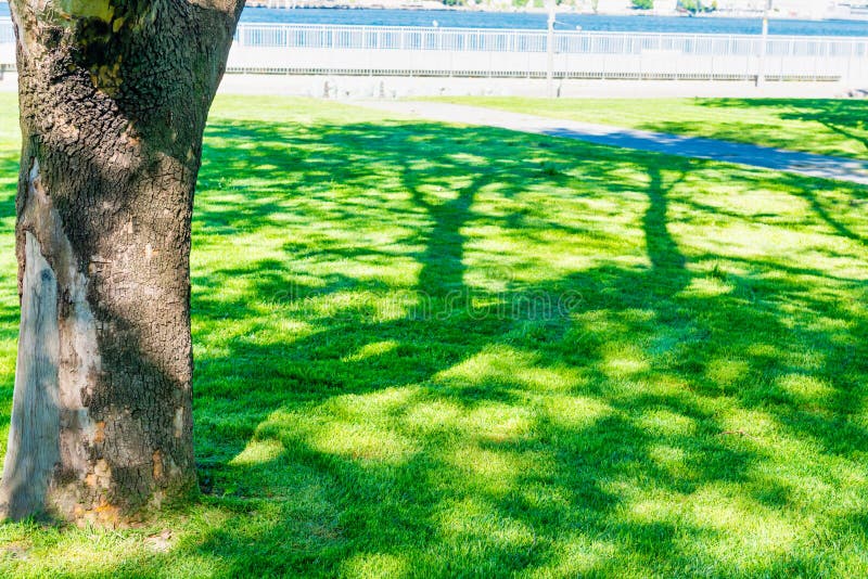 Tree in green sunny park stock image. Image of nature - 223111167