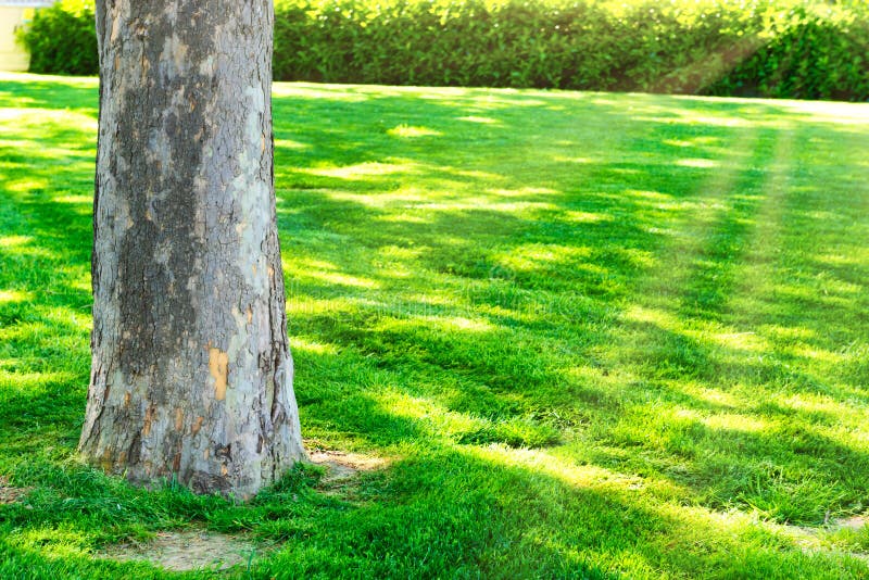 Tree in green sunny park stock photo. Image of rural - 223111174