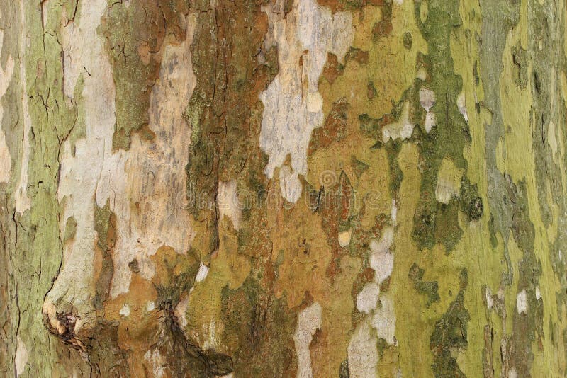 Tree green texture stock photo. Image of plant, material - 76508662