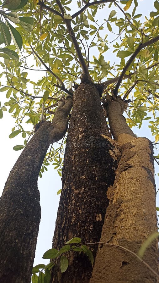 Tree Green Texture Sky Leaf Stock Photo - Image of tree, texture: 304352472