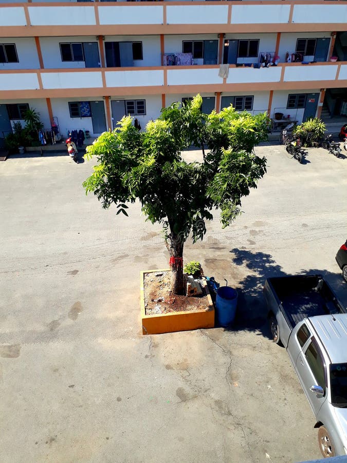 Tree Green Under the Tower Car Editorial Photo - Image of tower, tree ...
