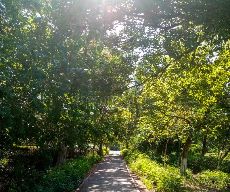 Tree, Green, Way, Tree Area, Nature, Sunlight Stock Image - Image of ...