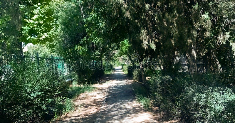 Tree, Green, Way, Tree Area, Nature Stock Image - Image of nature, tree ...