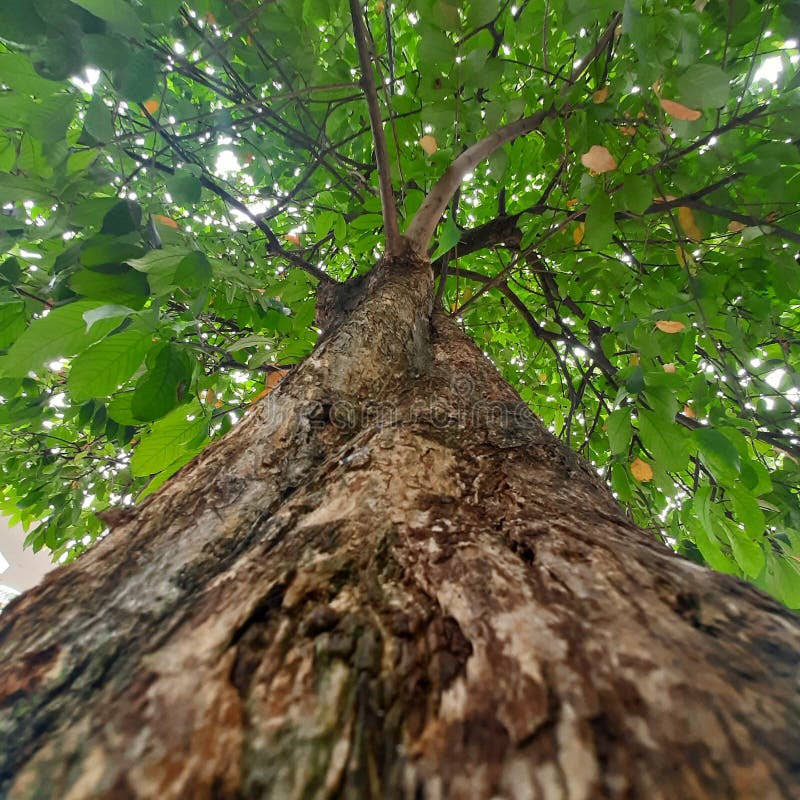 Tree Green Wood Park Plant Forest Texture Macro Leaf Oxygen Fresh Air ...