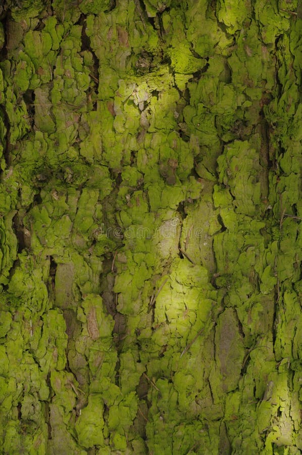 Green wood backgrounds stock photo. Image of texture - 114602892