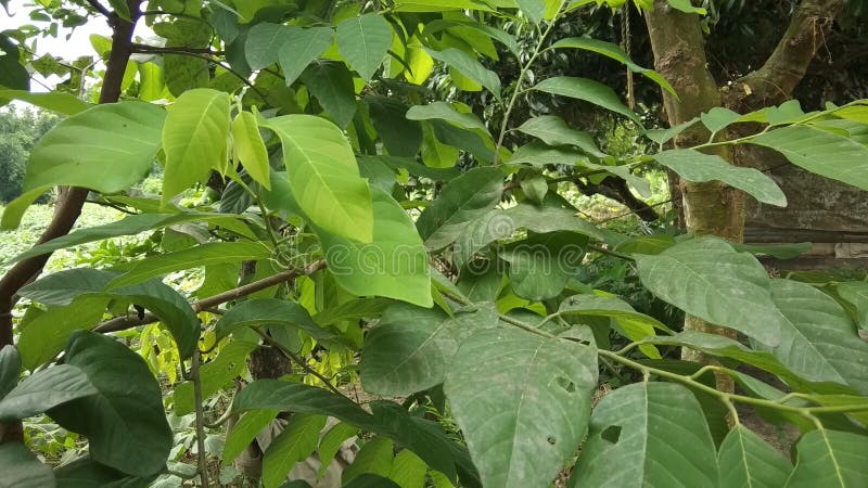 Nacher stock image. Image of plant, tree, nacher, green - 170312231