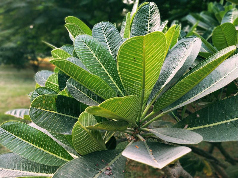 Tree stock image. Image of nature, life, plants, tree - 136957507