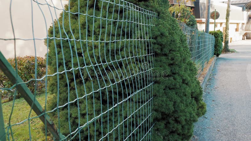 Tree that Grew through a Chain Link Fence. so the Fence is Going ...