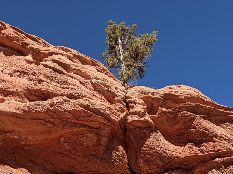 The tree grew in the rock stock image. Image of terrain - 244782435