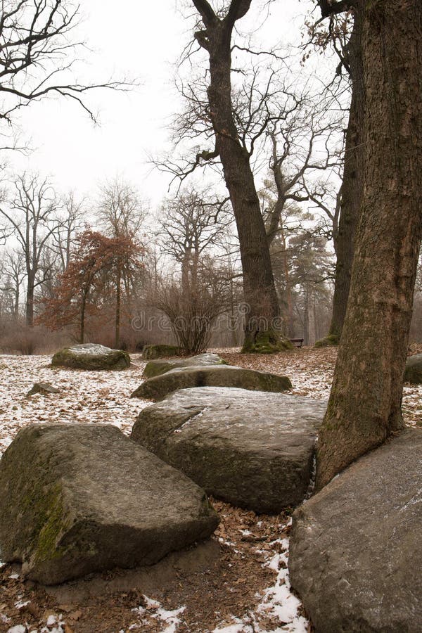 A Tree Grew between Two Boulders Stock Image - Image of pattern, place ...