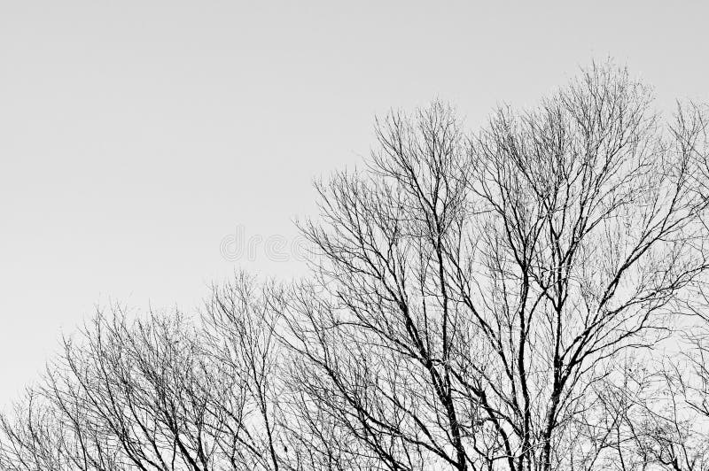 Bare Tree Branches stock photo. Image of evil, ghostly - 30044330