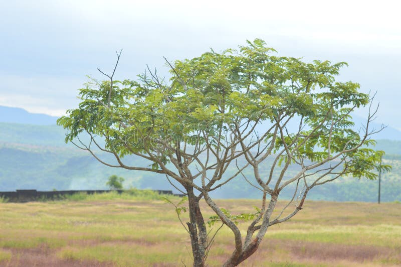 Tree on ground stock image. Image of green, branc, grass - 184177683