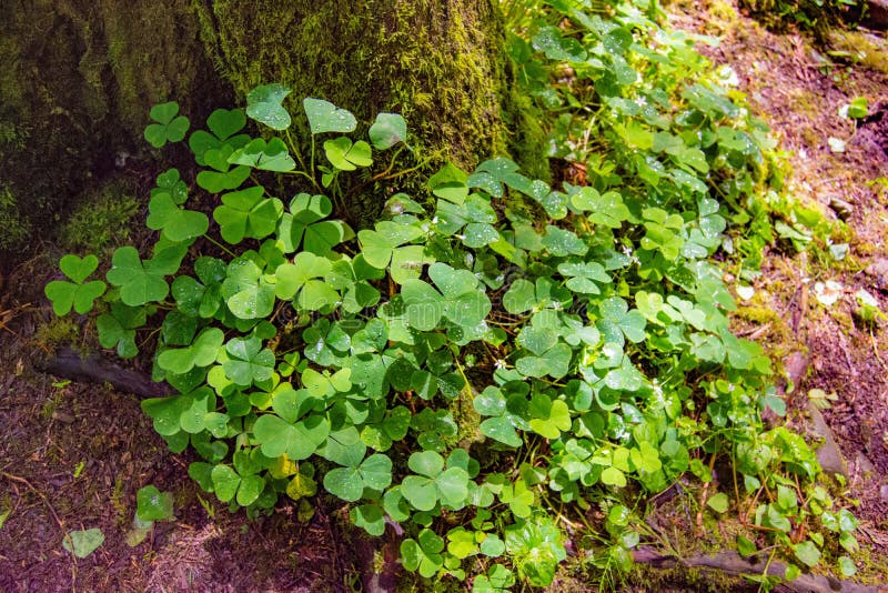 Tree and Ground Clover stock photo. Image of green, thick - 95410950