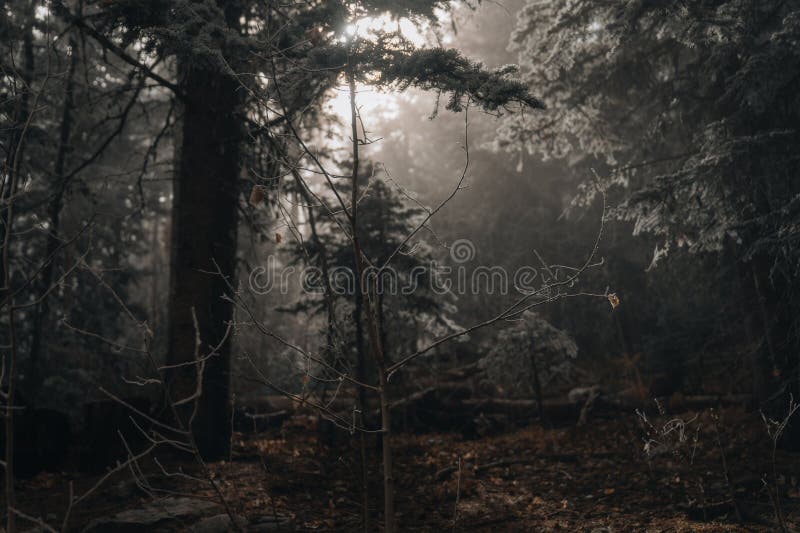 A Tree on the Ground in a Forest with Trees Covered with Mist Stock ...