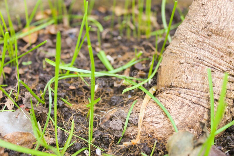 Tree in the Ground Surface stock photo. Image of natural - 87374584