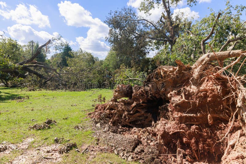 Tree at Ground is Uprooted when a Stormy Hurricane Occurs, Causing ...