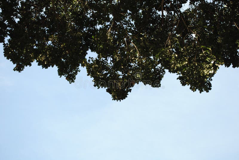 Tree from ground view stock photo. Image of green, ground - 167975380