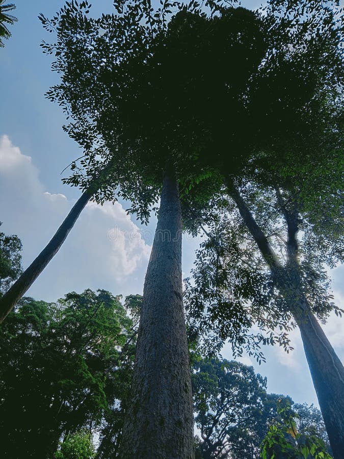 Tree with Ground View at Daylight - Portrait Stock Image - Image of ...