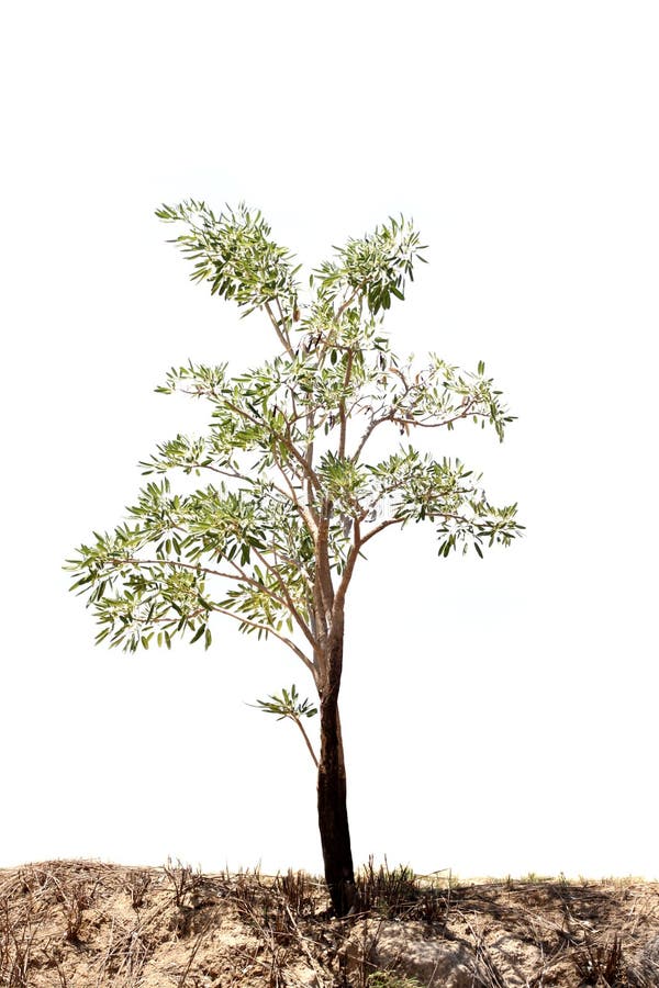 Tree and Ground on White Backdrop. Stock Image - Image of thrive, soil ...