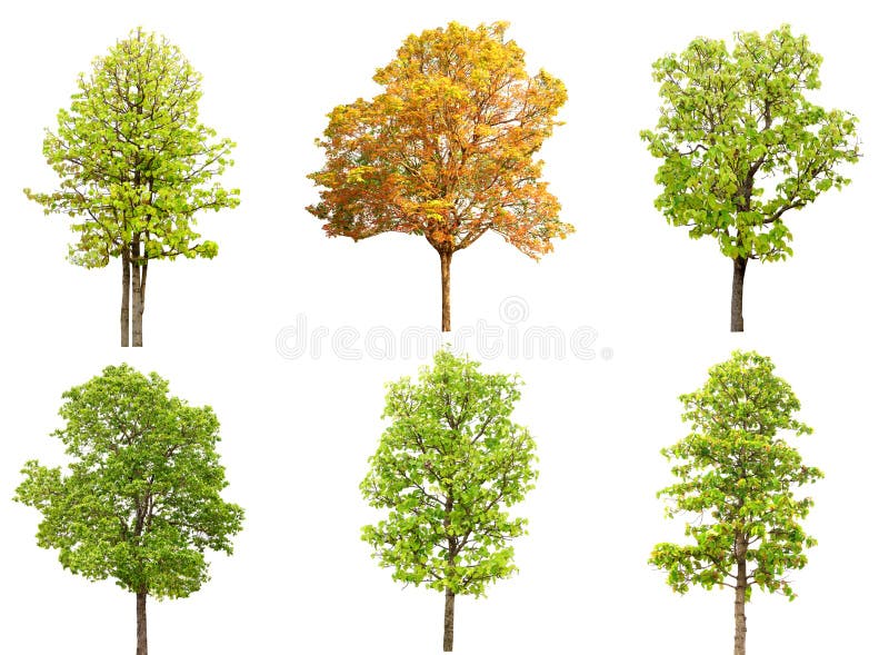 Tree Group Collection Isolated on White Background Stock Photo - Image ...