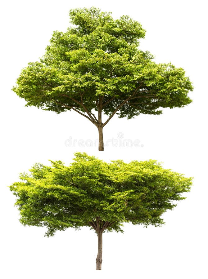 Tree group isolated stock photo. Image of forest, growth - 94299958