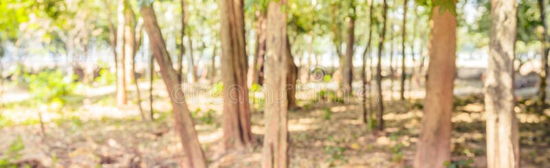 Tree Group with Out of Focus Shooting Stock Image - Image of nature ...