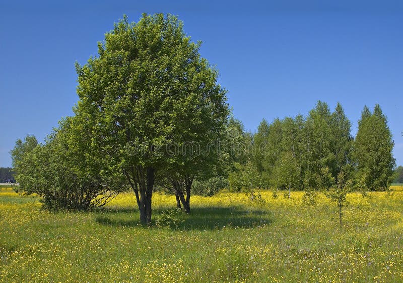 Tree Grove stock image. Image of calm, green, landscape - 2186005