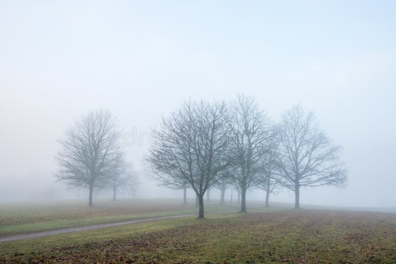 Tree Grove in Autumn Fog on November Day Stock Photo - Image of boring ...
