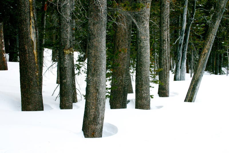 Tree Grove in Winter stock image. Image of cold, horizontal - 38086005