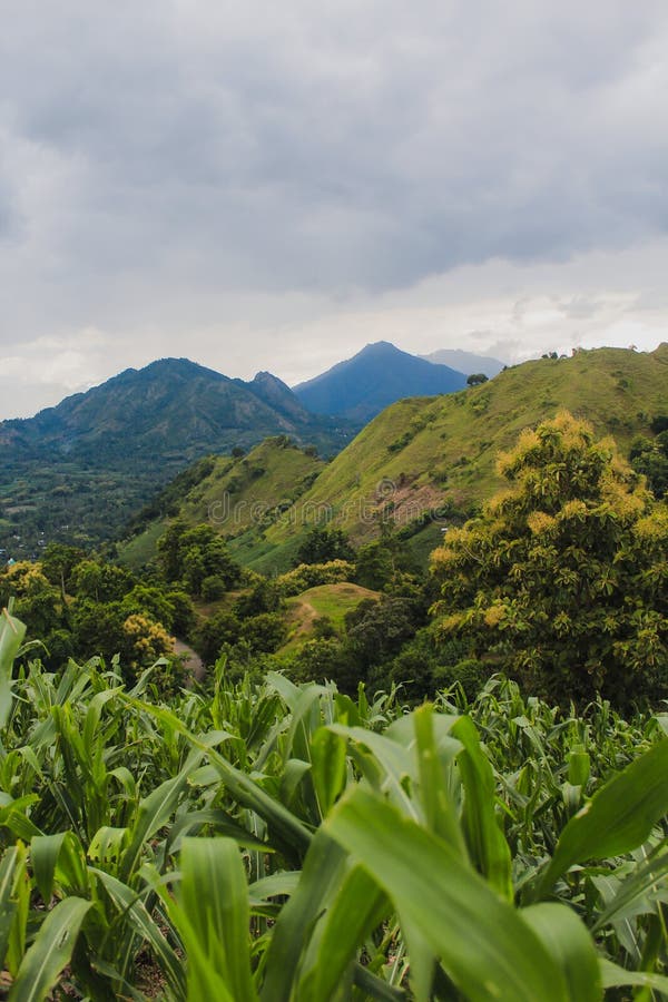The Tree Grow Around Hills and Corn Field Stock Photo - Image of scenic ...