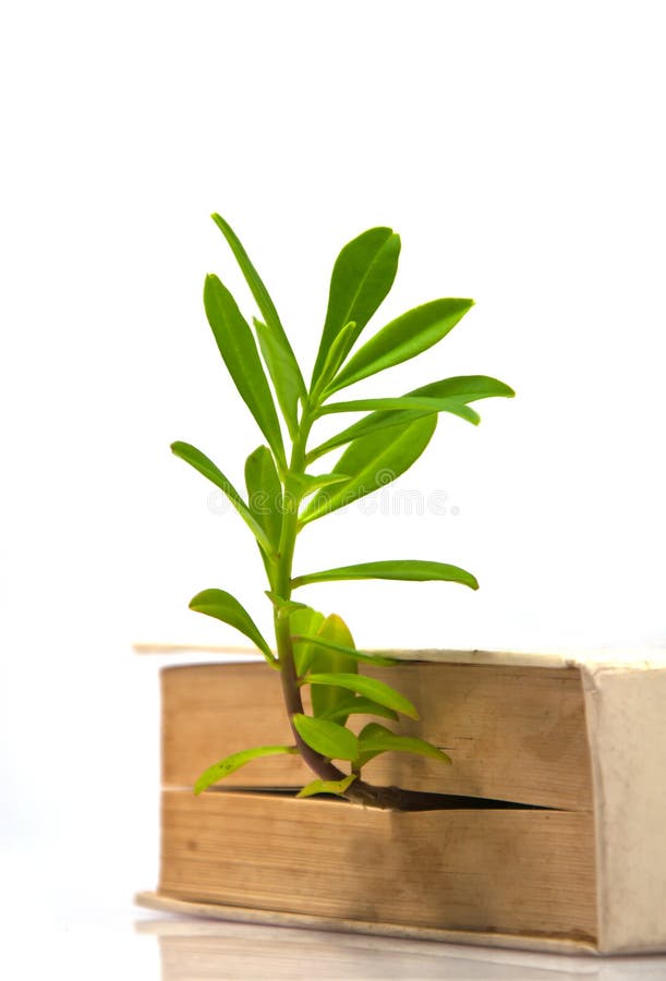 Tree grow from book stock photo. Image of background - 23081330