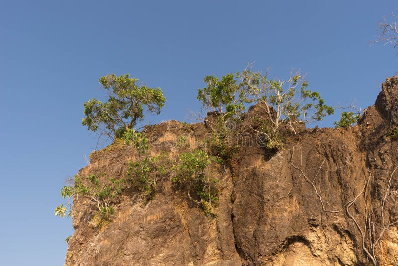 Tree grow on cliff stock image. Image of cloud, tourism - 65295993