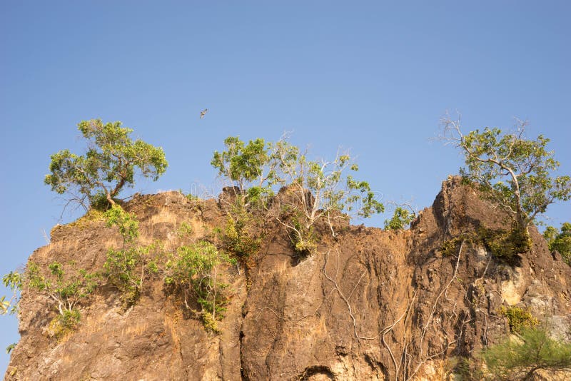 Tree grow on cliff stock photo. Image of grass, beauty - 65296400