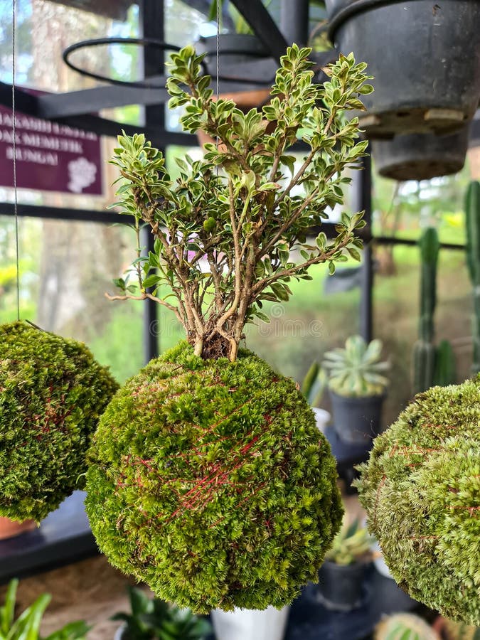 The Tree Grow on the Floating Land Stock Image - Image of hill, food ...