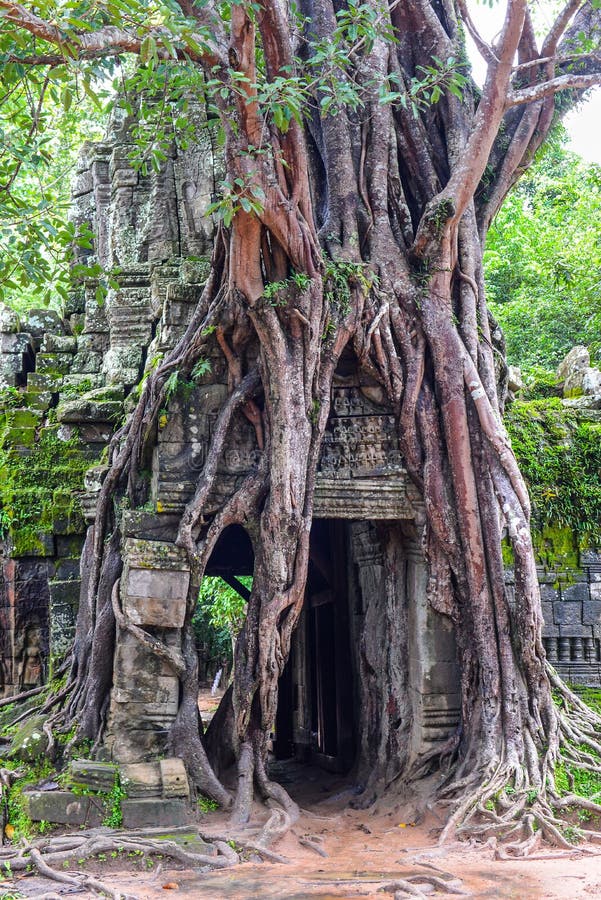 Tree Grow on Old Stone Gate Stock Photo - Image of huge, integrate ...