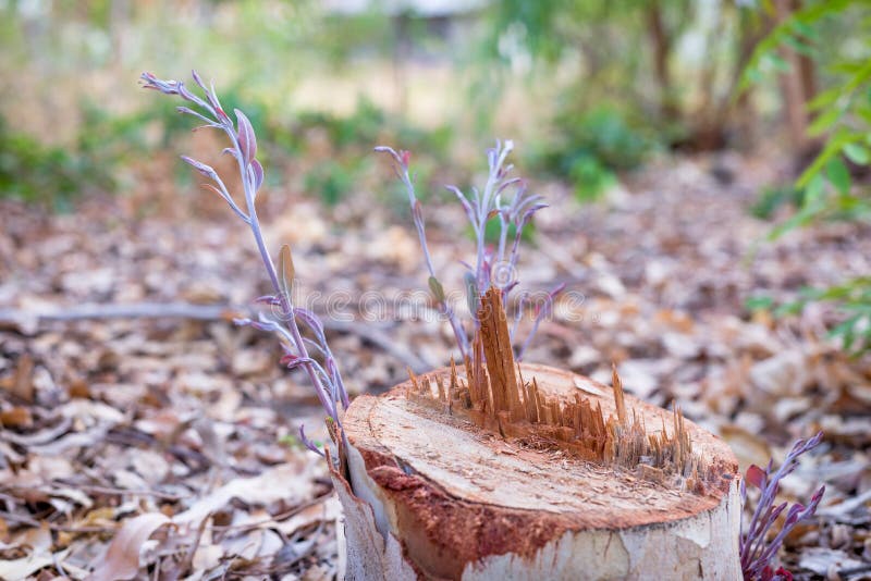 Tree grow stock photo. Image of nature, beauty, garden - 121615936