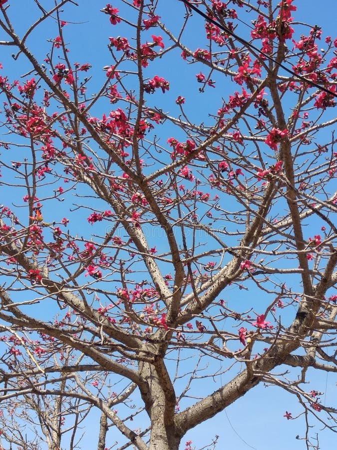 Tree that Grow Up with Color Stock Image - Image of color, grow: 169698917