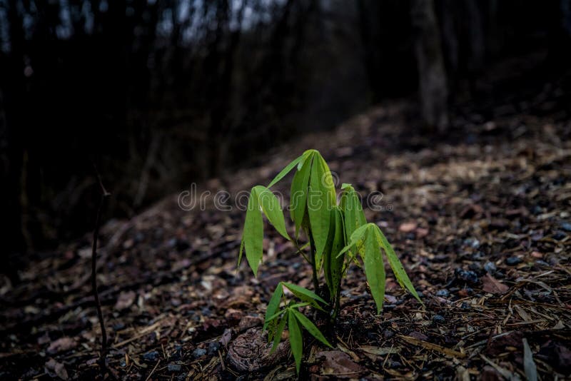 Tree grow after wildfire stock photo. Image of reborn - 177212286