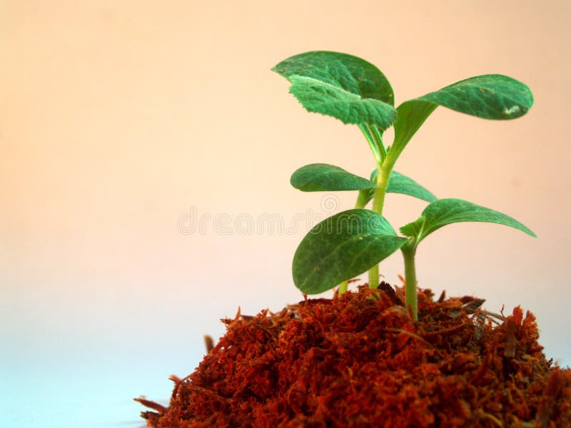 Tree Growing 12 stock image. Image of nature, highland - 1391729