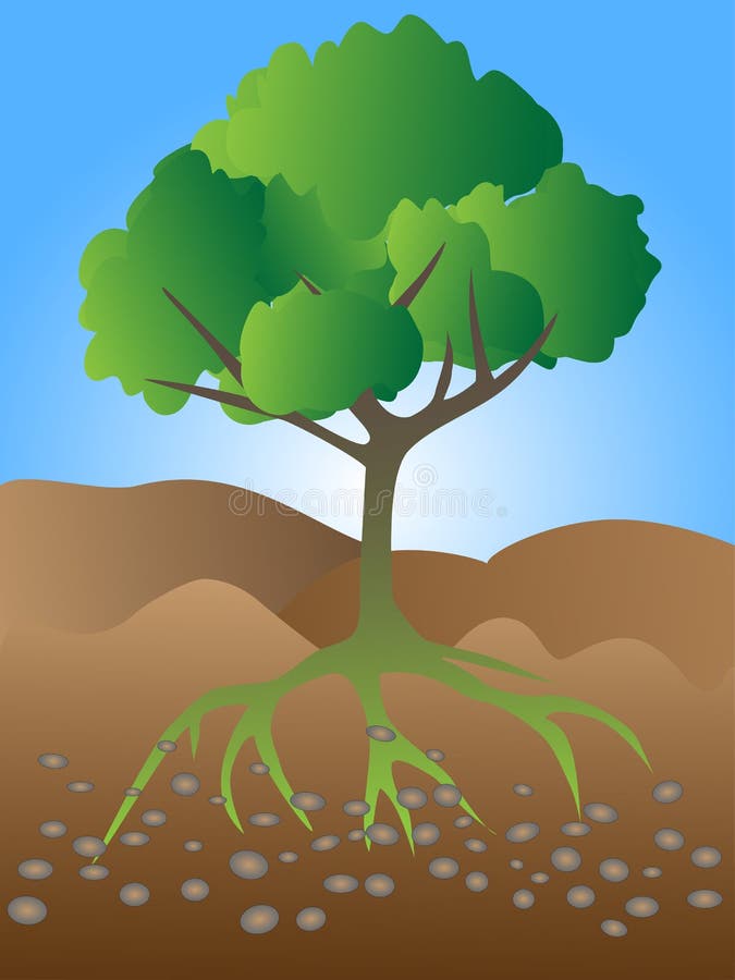 Tree with root stock vector. Illustration of plant, trunk - 13153276
