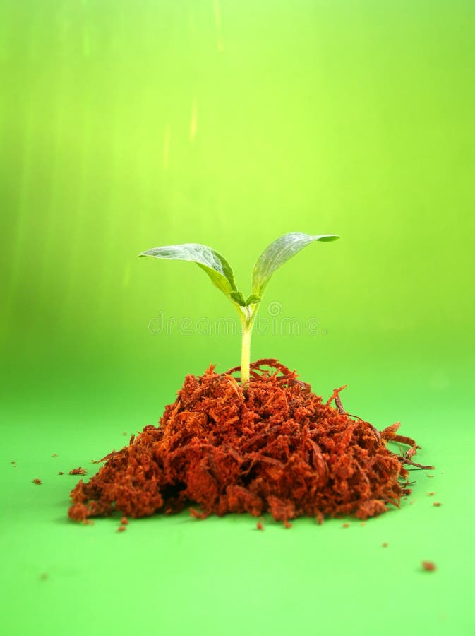 Tree Growing 2 stock image. Image of concept, deep, background - 1391371