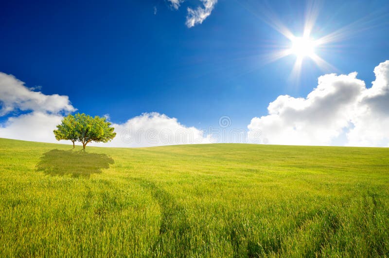 Tree growing stock image. Image of nature, scenery, blue - 24753249