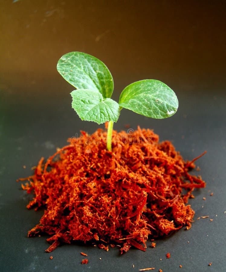 Tree Growing 5 stock photo. Image of grass, deep, grow - 1391468