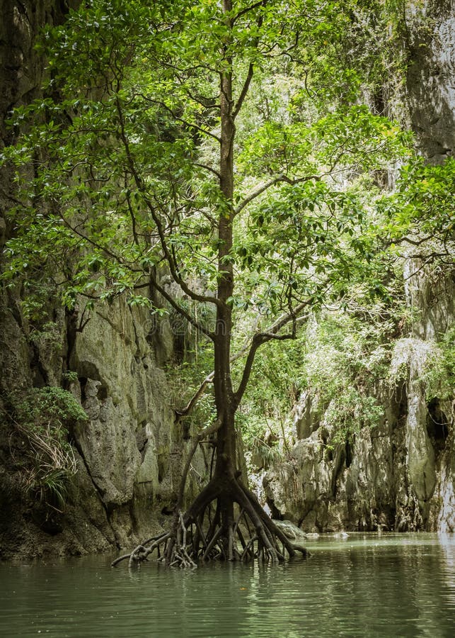 Tree is Growing Above Water Stock Image - Image of growth, sunlight ...